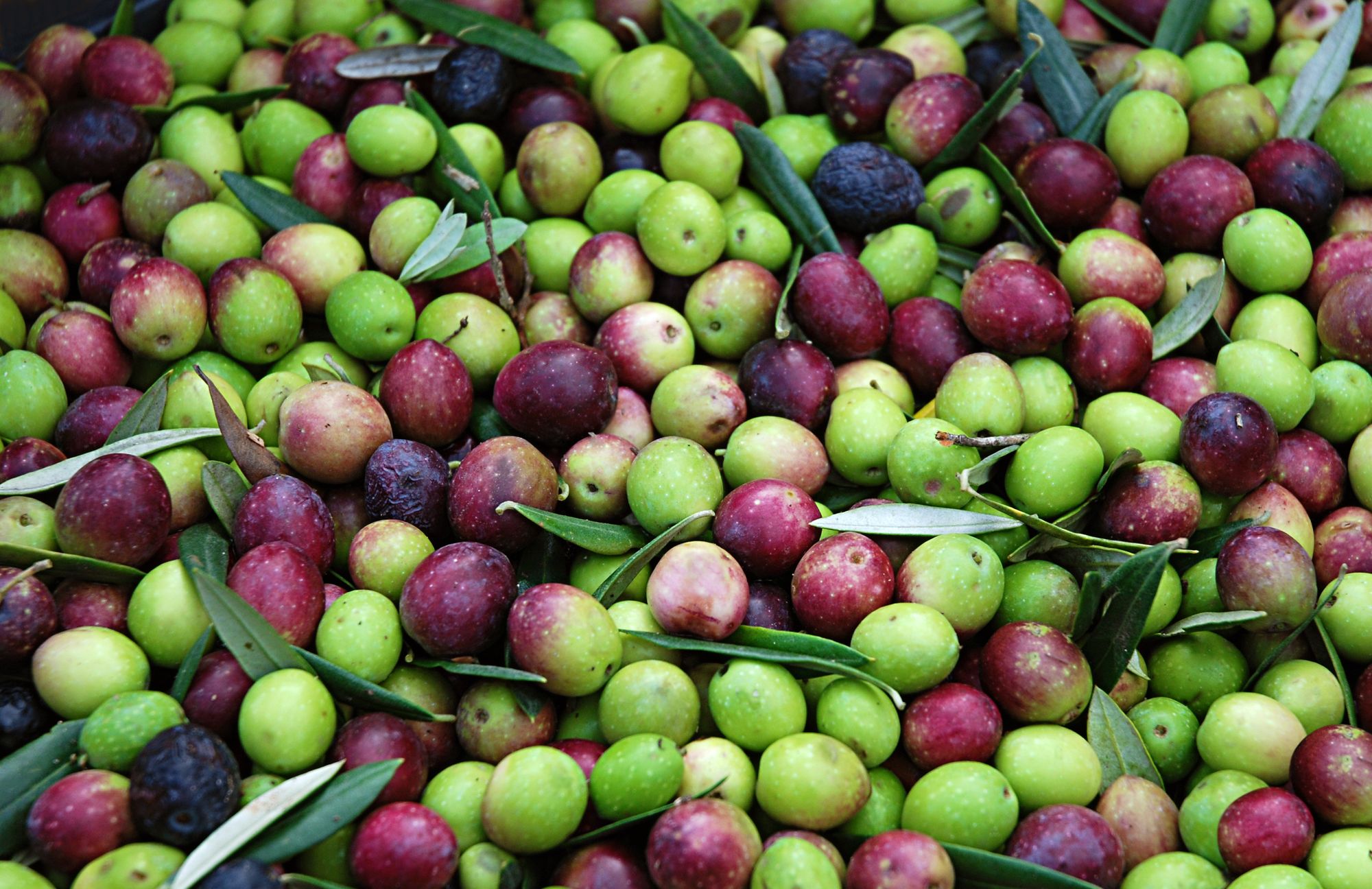 OliveOil.com | The Best Source for All Things Olive Oil OliveOil.com | The Best Source for All Things Olive Oil