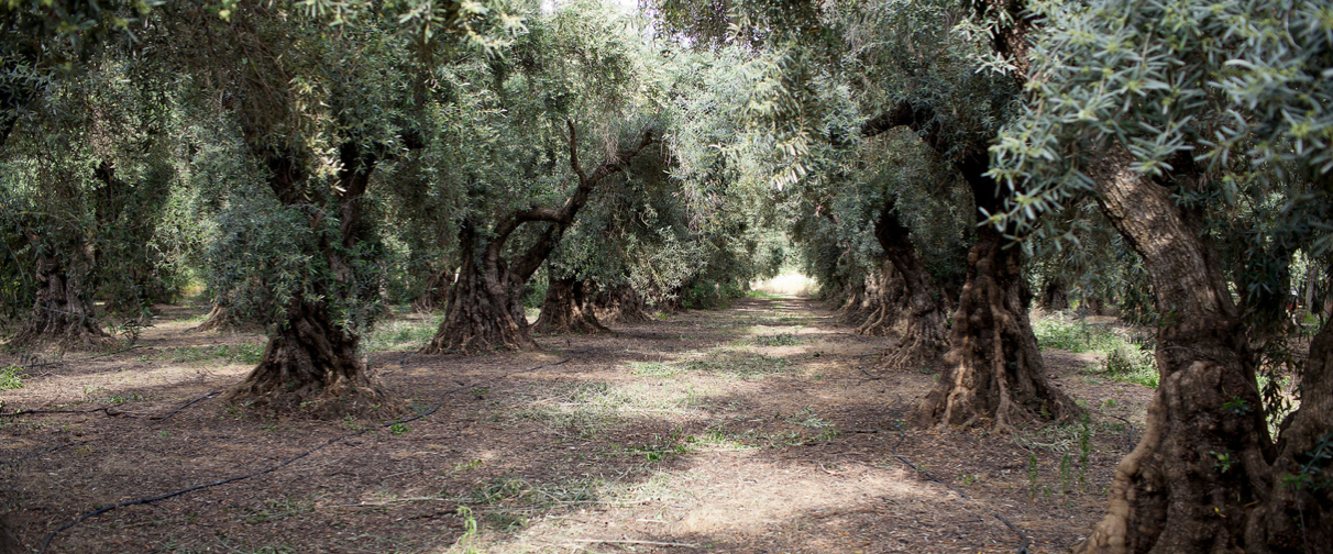 Liz Tagami - OliveOil.com