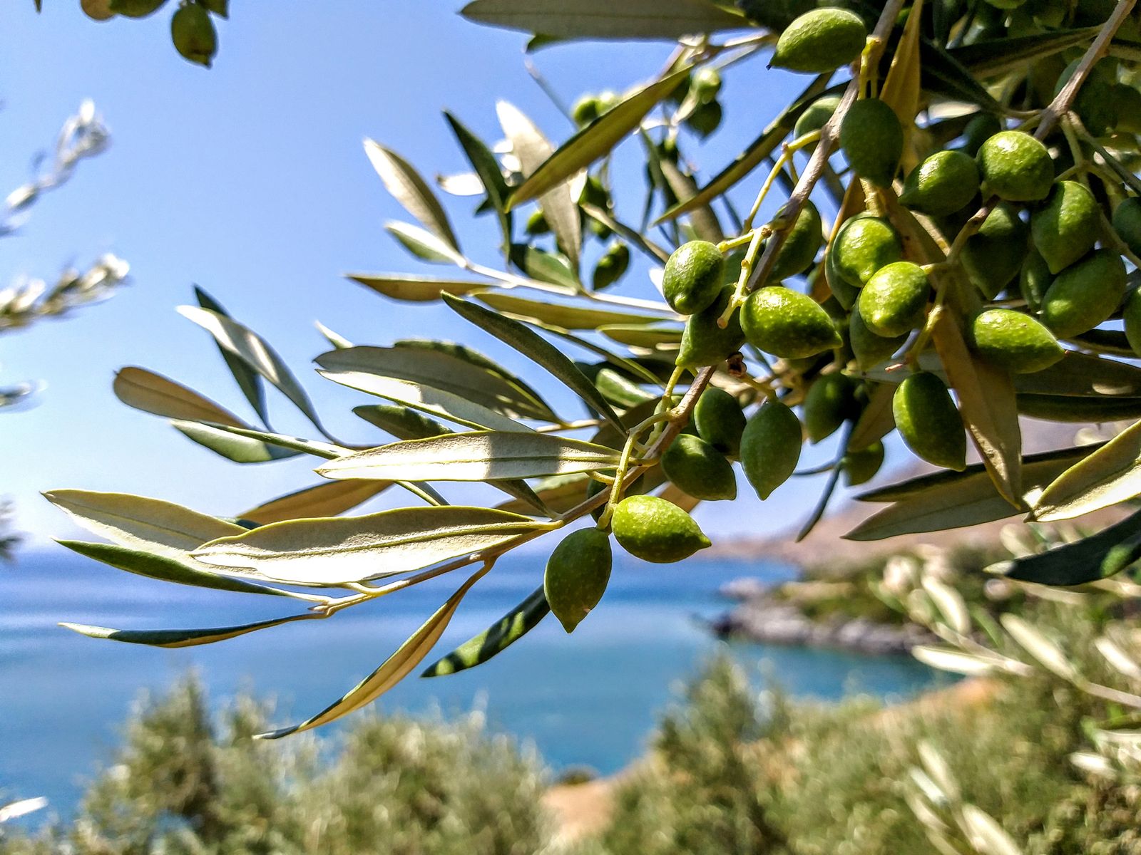 Guide to Olive Oil From Greece | OliveOil.com